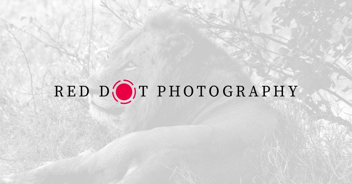 Red Dot Photography